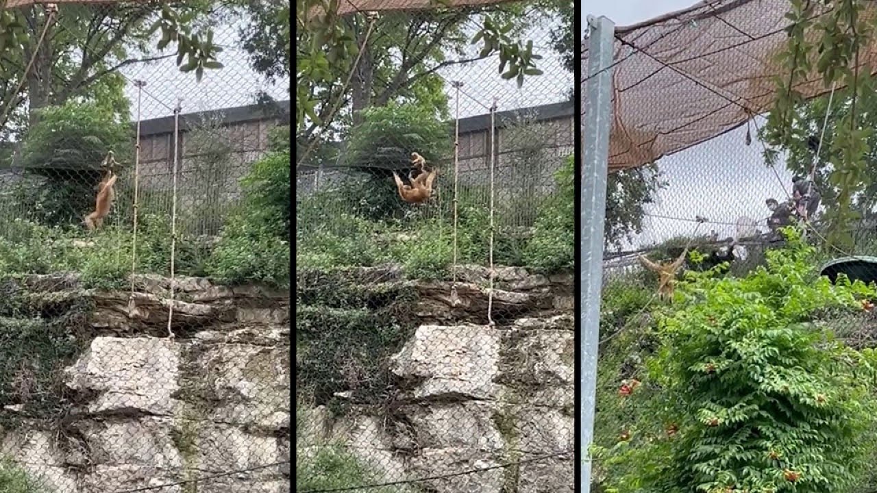 Baby gibbon escaped enclosure at San Antonio Zoo Tuesday, reunited with ...