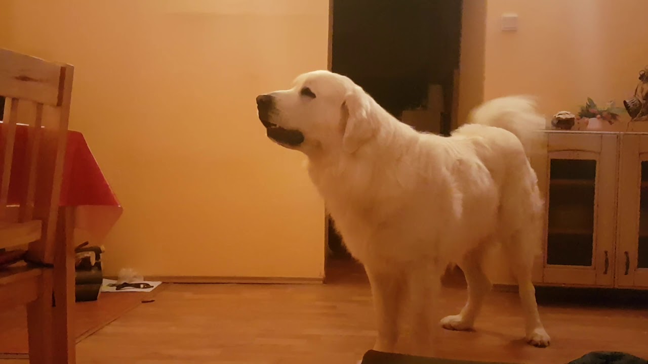 Podhalanský ovčiak Owczarek podhalanski - YouTube
