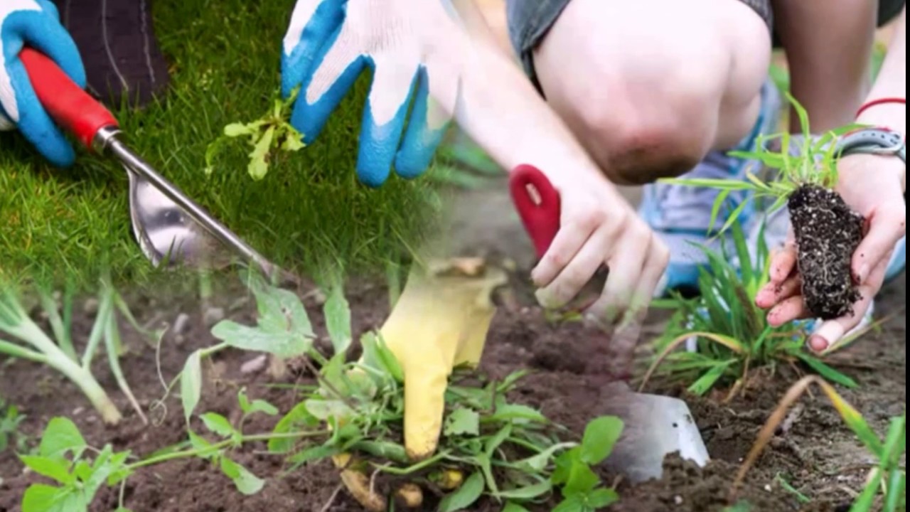 Weeds ! Protection from weeds ! Weeding process ! Mechanical metods and ...