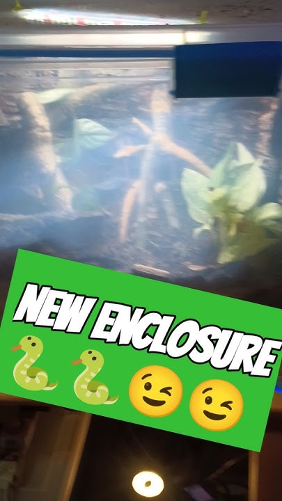 Sneak peek new bioactive ball python terrarium - YouTube