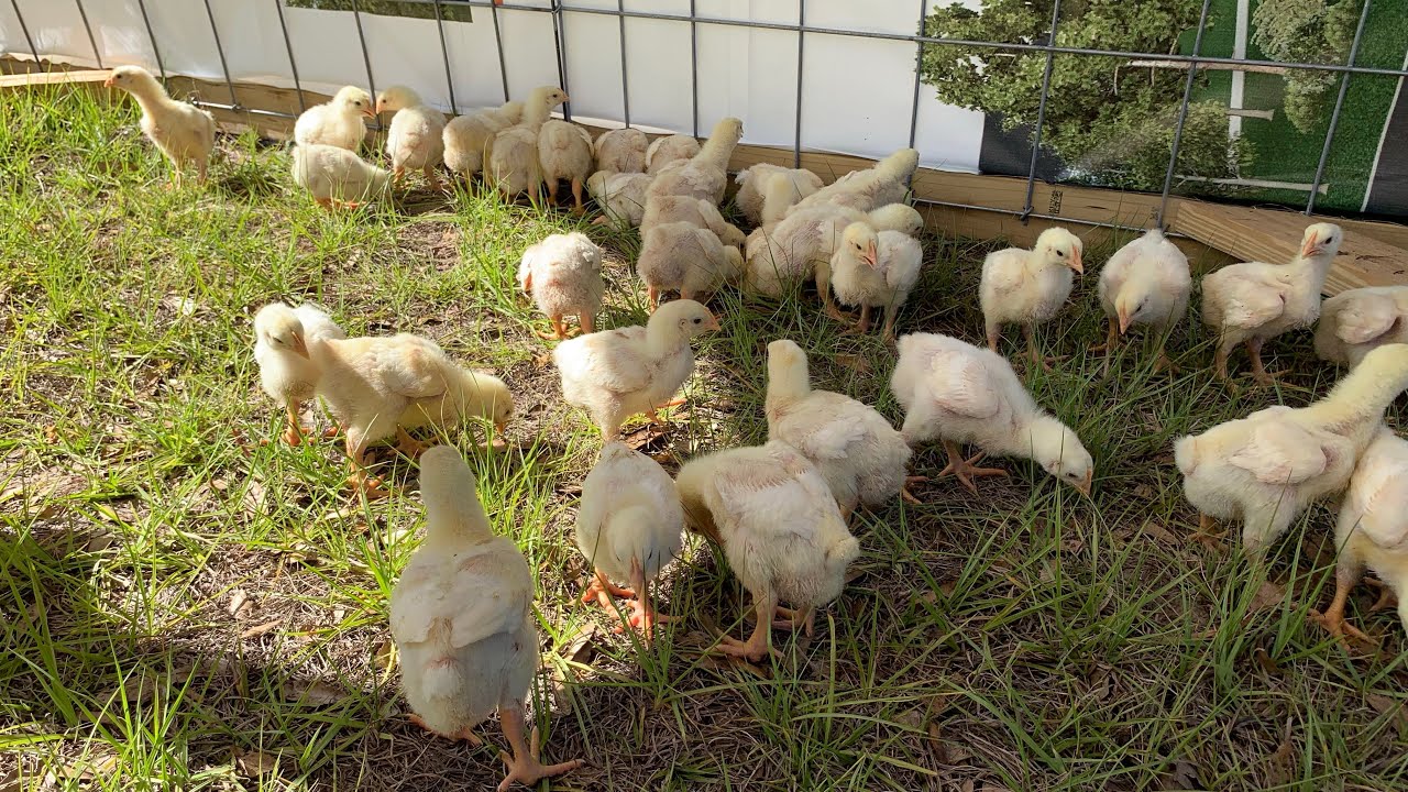 Moving our meat chickens out to pasture. - YouTube