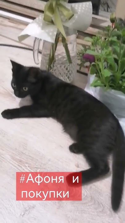 котики кот коты Афонякот домиквдеревне котАфоня Афоня мяу