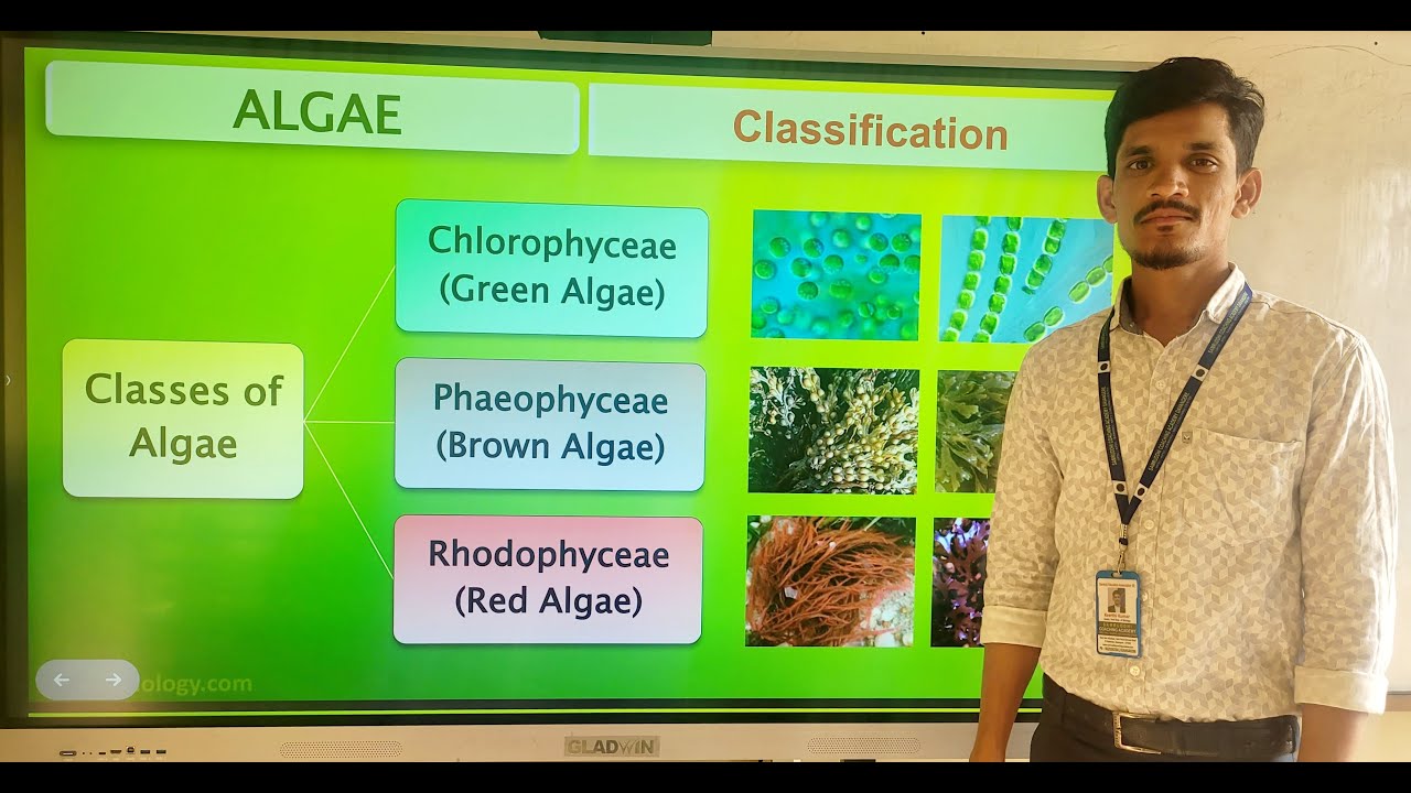 class 11: [BIOLOGY] ll classification of algae ll and REPRODUCTION OF ...
