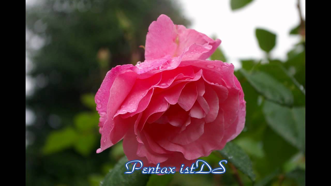 Pentax istDS e Pentax Kr.avi