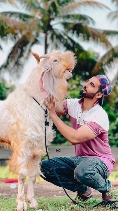 Witness this beauty 😎 #shorts | Shezaan Shaikh | Shorts | Goats - YouTube