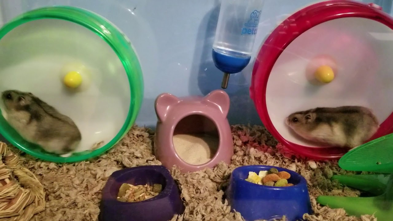 Dwarf hamster sand bath - YouTube