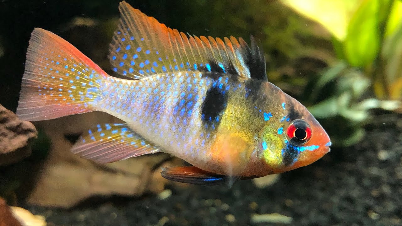 Mikrogeophagus Ramirezi - a beautiful fish, you can't help but love him ...
