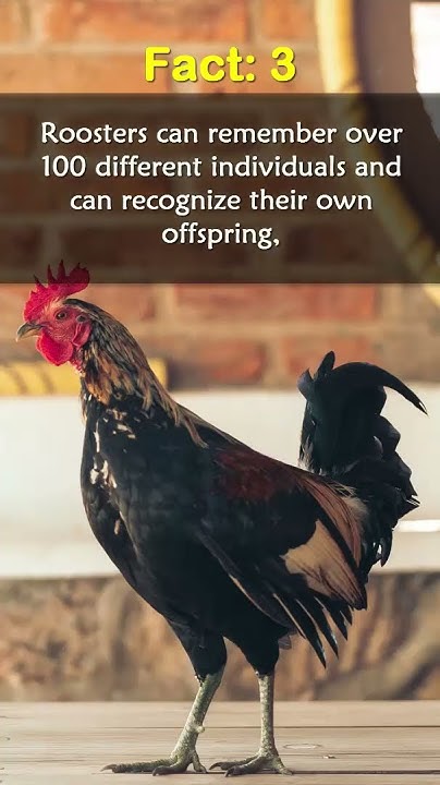 5 Fascinating Facts About Roosters 🐓 #shorts #ytshorts #truefacts # ...