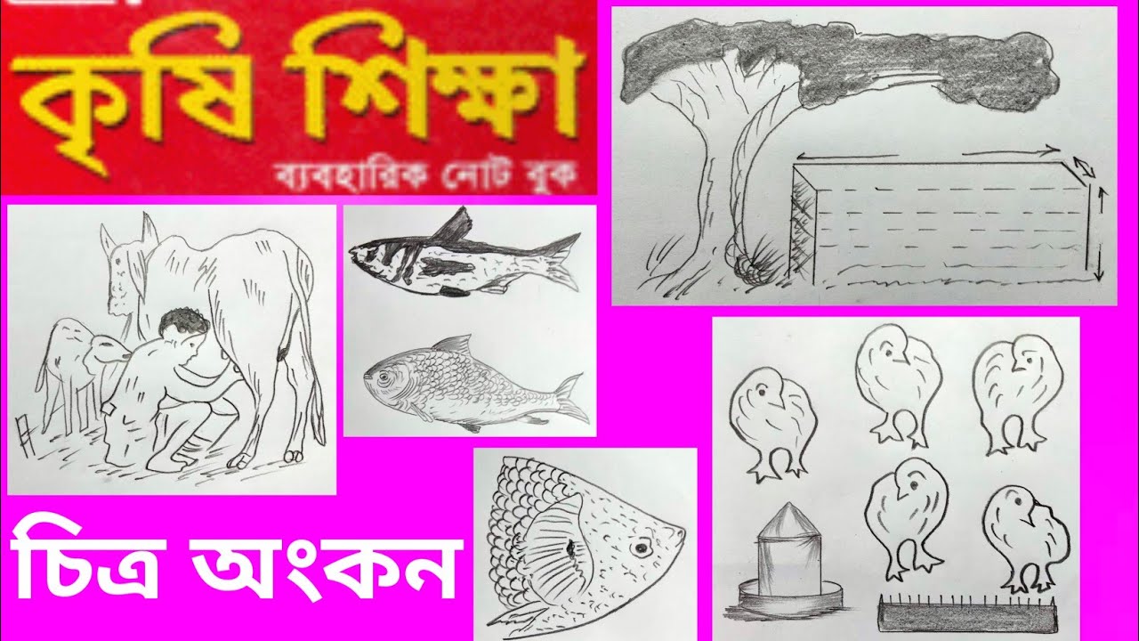 SSC Agriculture practical drawing step by step || এসএসসি কৃষি শিক্ষা ...