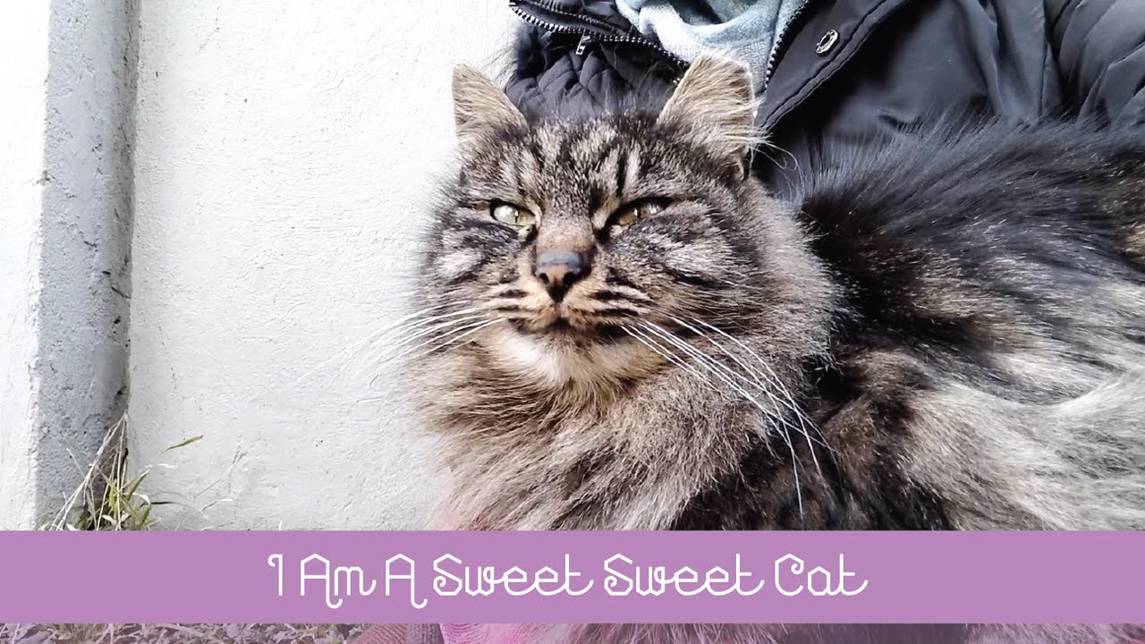 I Am A Sweet Sweet Cat - YouTube