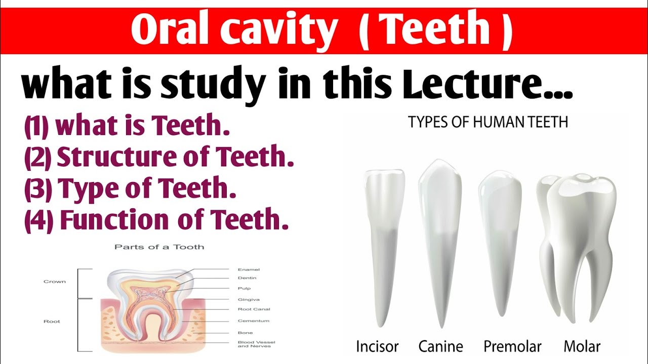 Teeth | Structure | Types Incisors, Canines, Premolar, Molars ...