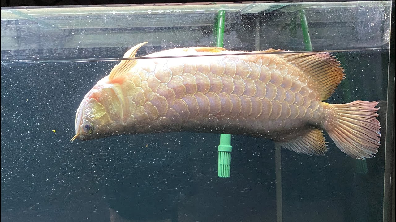LIOW VIDEO: Arowana 'Turtle' Death Anniversary 龙鱼逝世一周年纪念 - YouTube