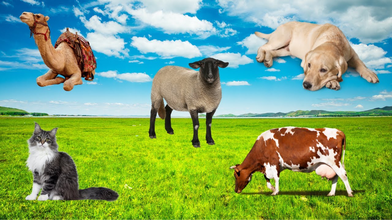 Discover beloved animals on the farm such as cows, sheep, goats ...