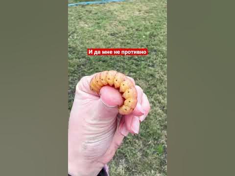 Личинка короеда #садоводство #садогород #сад - YouTube