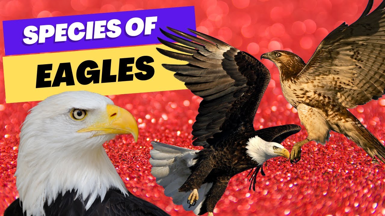 Eagles From Around The World: The Greatest Bird Species - YouTube