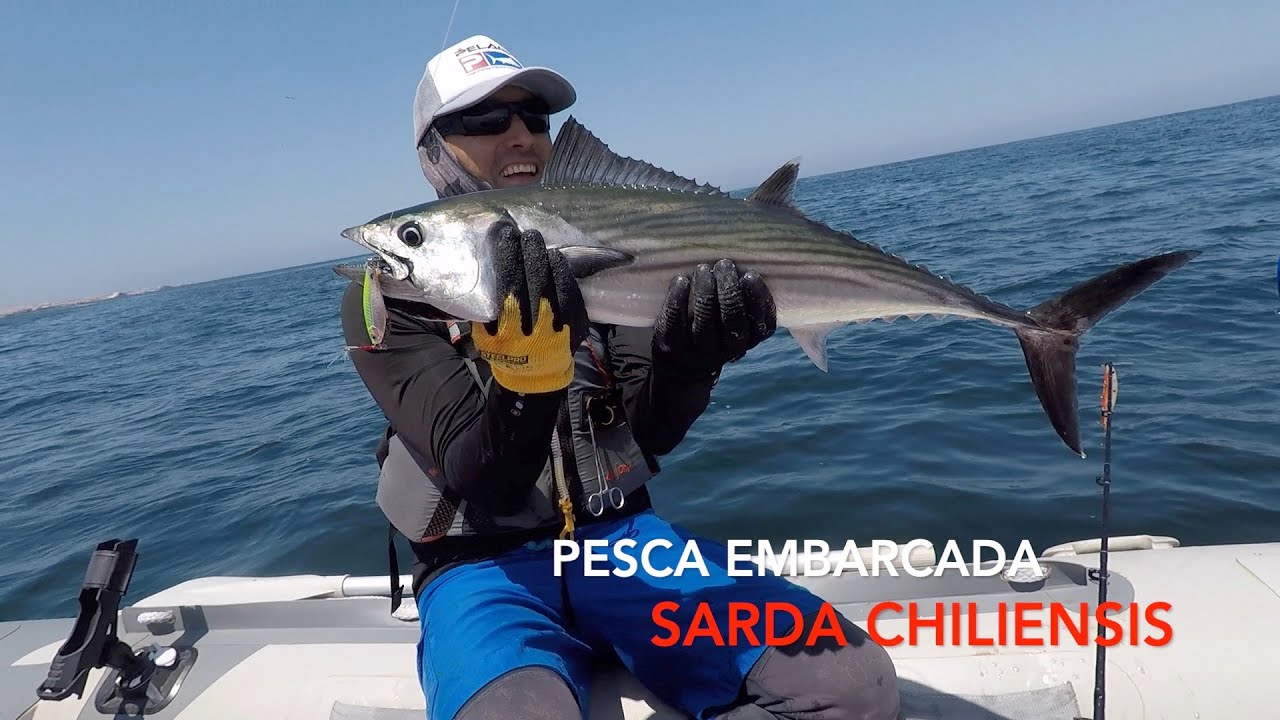 "SARDA CHILIENSIS" INAGOTABLES GUERREROS DEL OCÉANO!! - YouTube