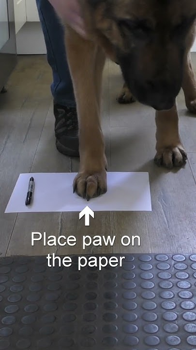 How to measure your dog's paw for a MediPaw Veterinary Boot - YouTube