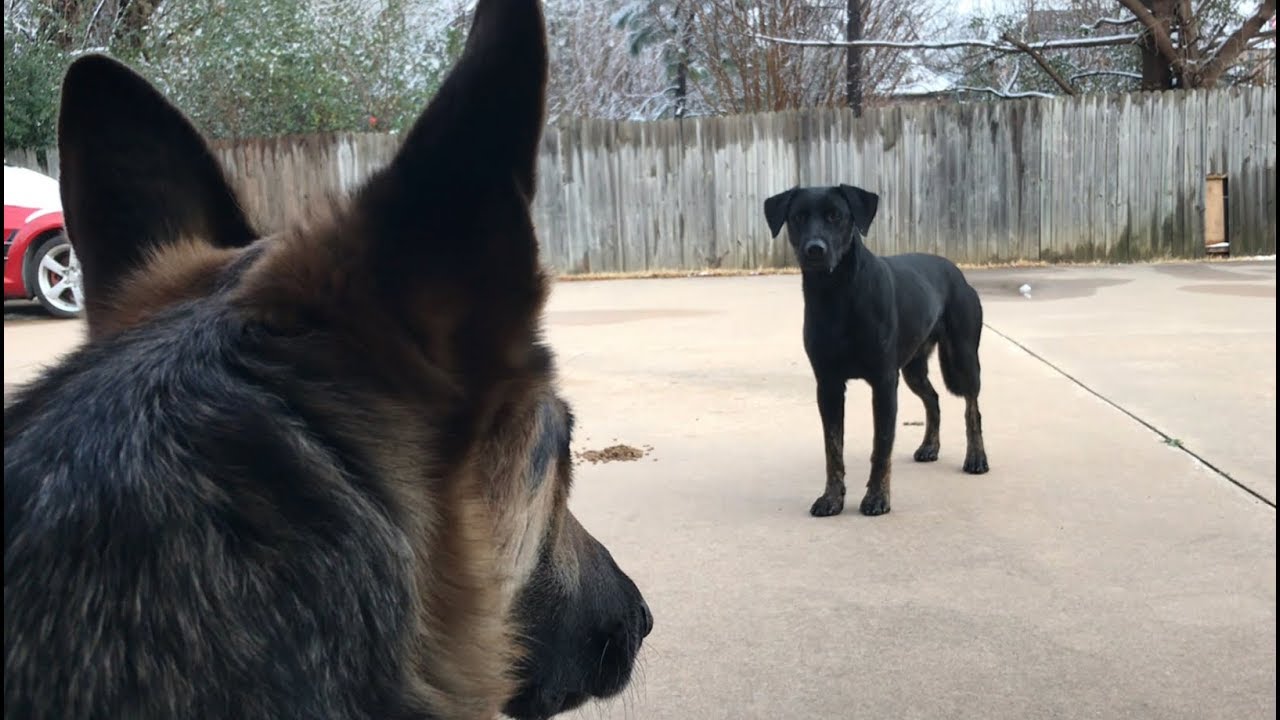 Feeding a Hungry Stray Lab - YouTube