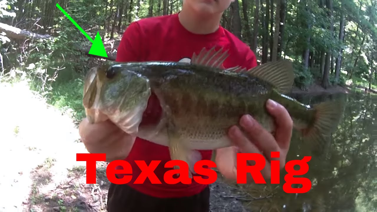 Bass fishing with a Texas Rig - YouTube