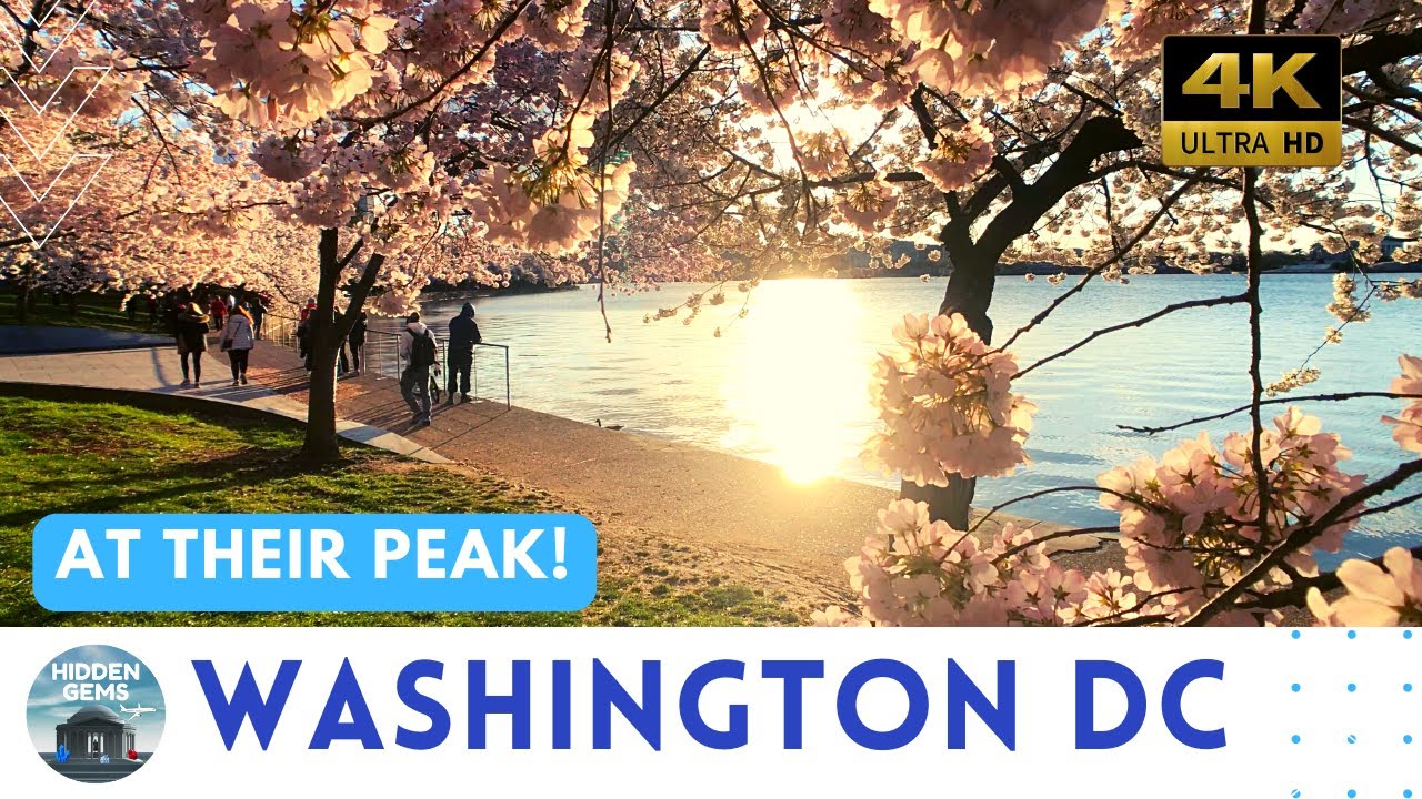 Washington DC Cherry Blossoms at their Peak at Sunrise - YouTube