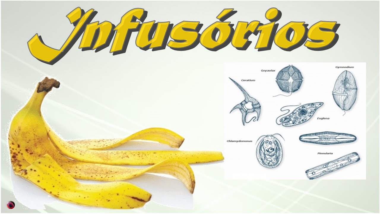 Infusório da casca da banana para alevinos - YouTube