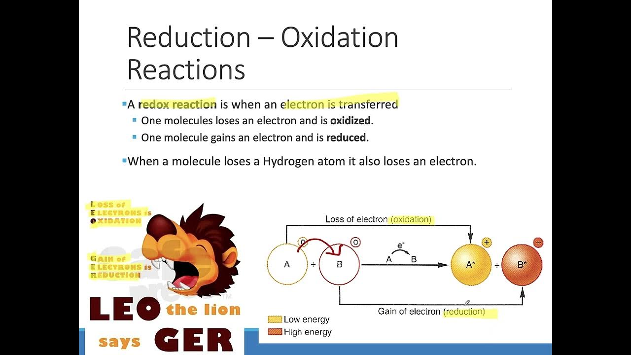 6.4 Oxidation Reduction Reactions and Metabolism - YouTube
