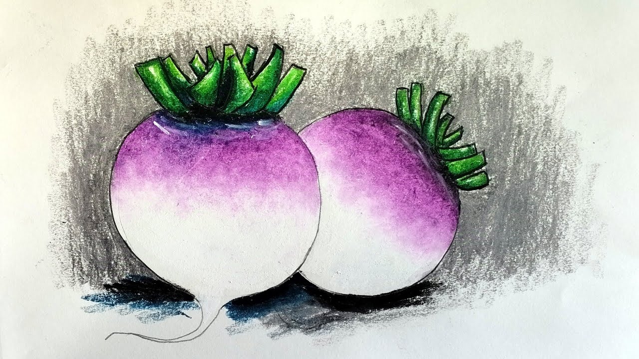 How to draw turnip step by step drawing with colour easy very drawing ...