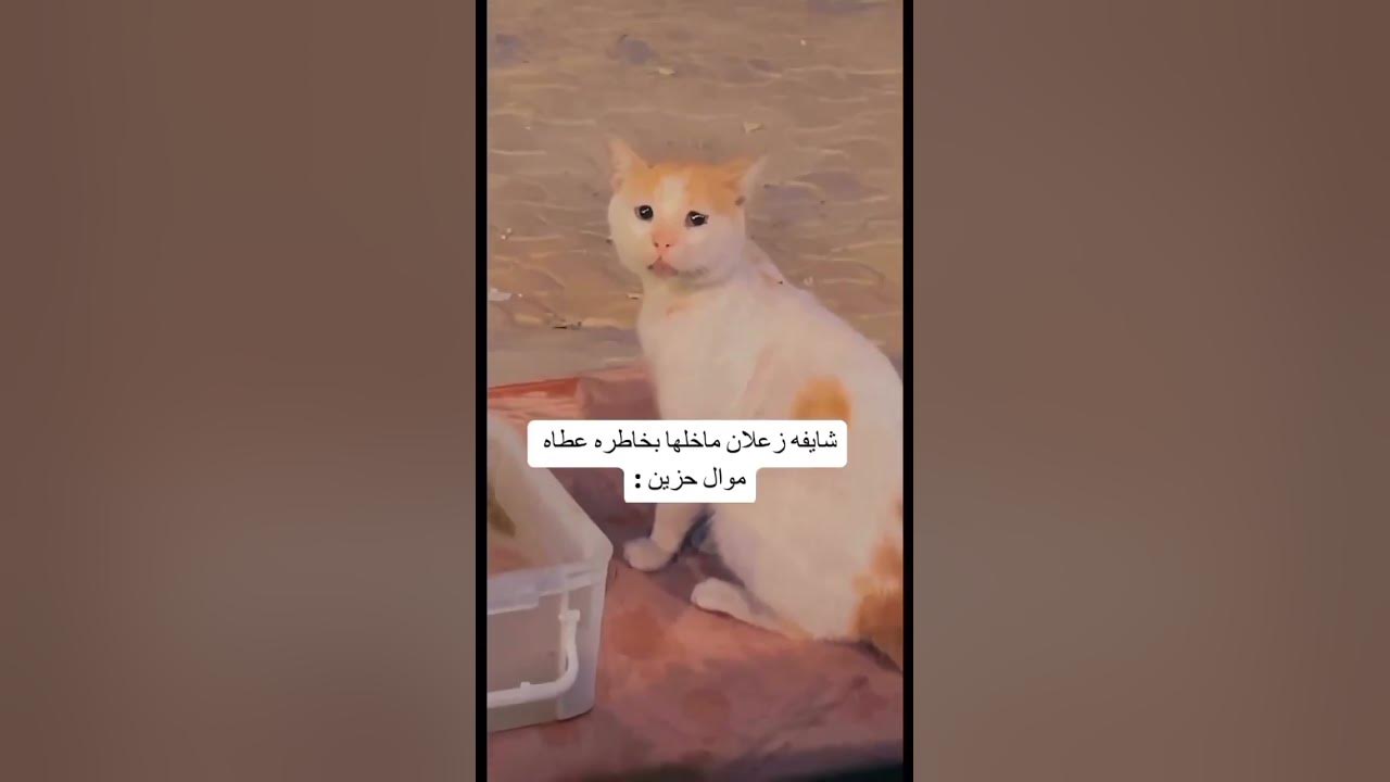 حتى قط مخلوهش يبكي فخاطرو هههه Youtube