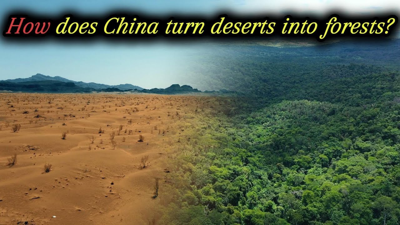China's astonishing project in transforming its deserts into forests ...