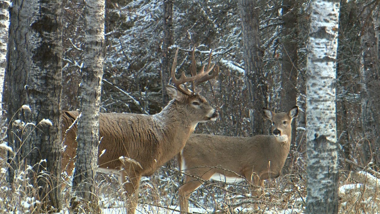 Saskatchewan Deer Hunting with Jim Benton Chambered for the Wild - YouTube