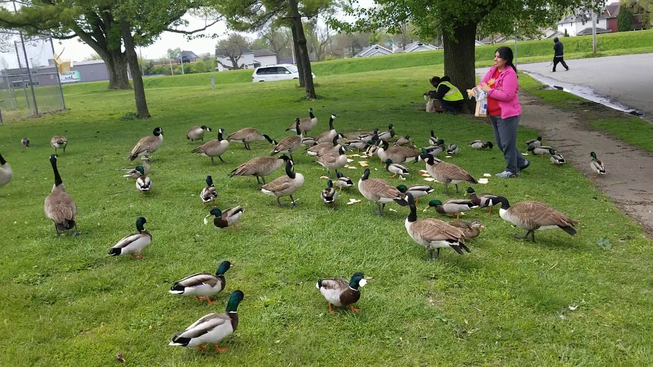 Canada Geese Enjoying Another Big Feast at The House of Bread in Dayton ...