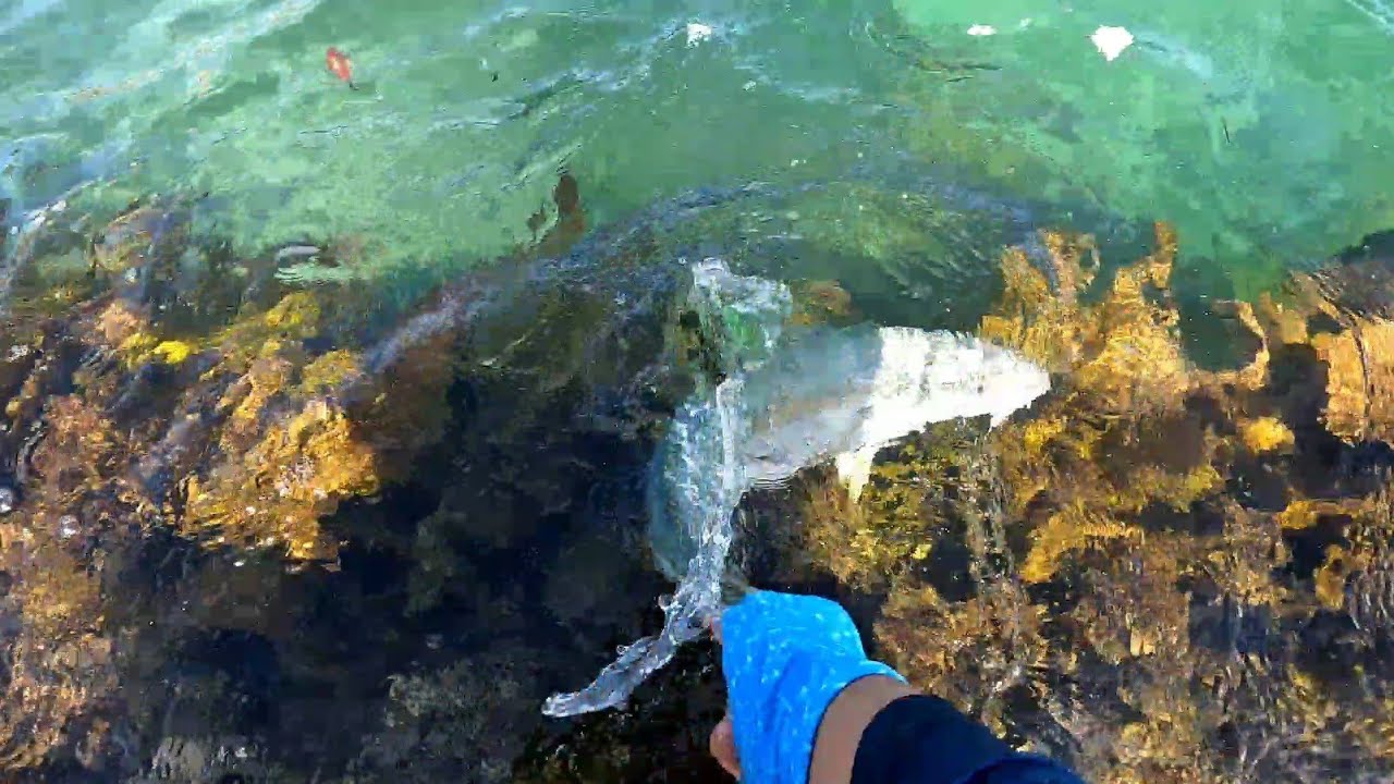 Sydney harbour watsons Bay King fish show with very thin fishing rod p ...