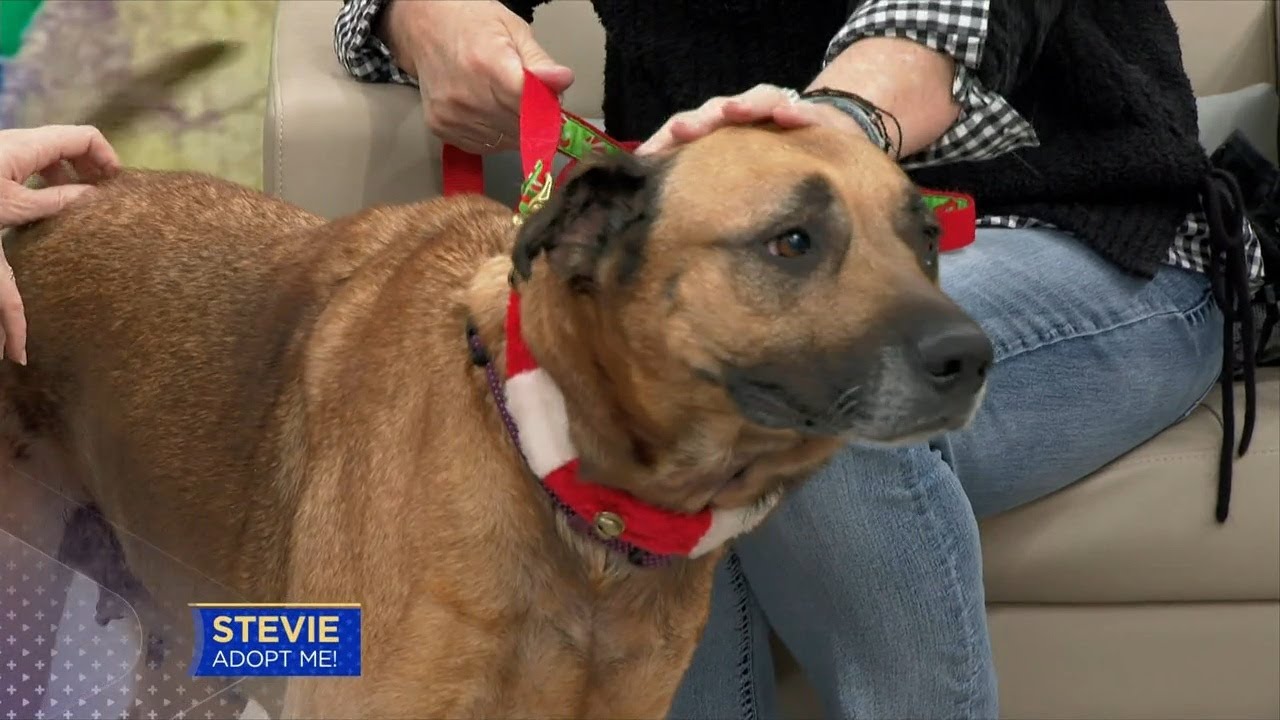 3 Plus Your Pets- Pet Placement Center - YouTube