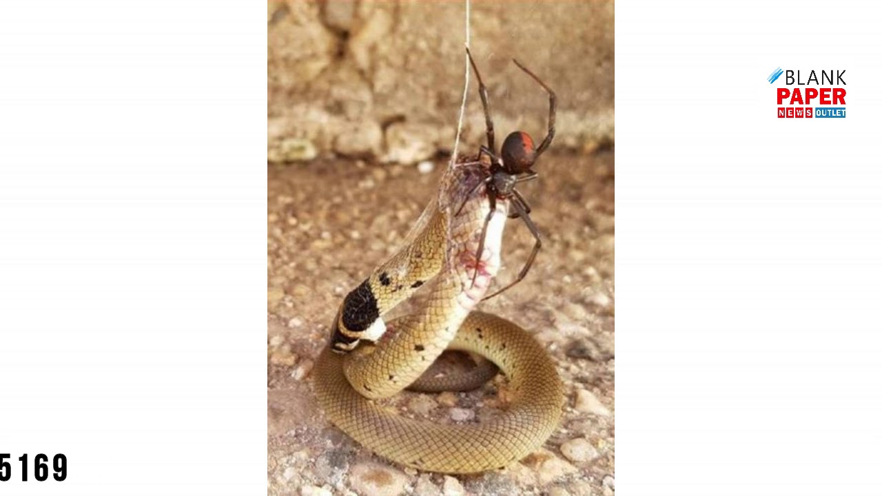 giant redback spider vs a snake the end is horrible - YouTube
