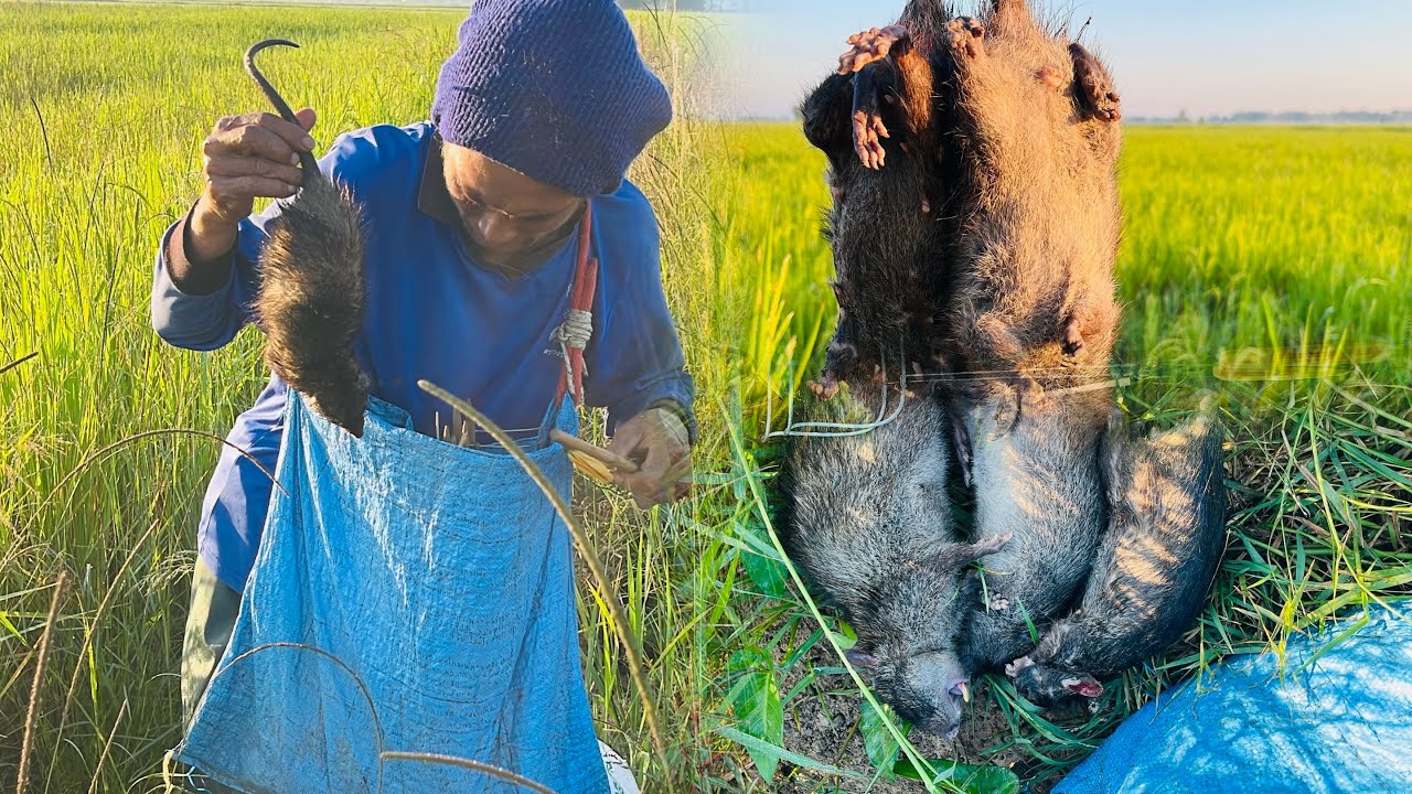 កណ្តុរស្រែ ! ធម្មជាតិពិតៗ Catching Field Rats - YouTube