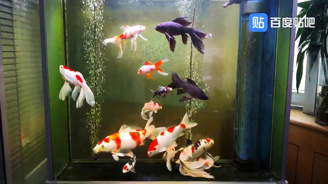 7 goldfishes 7 kois overstocked fish tank? - YouTube