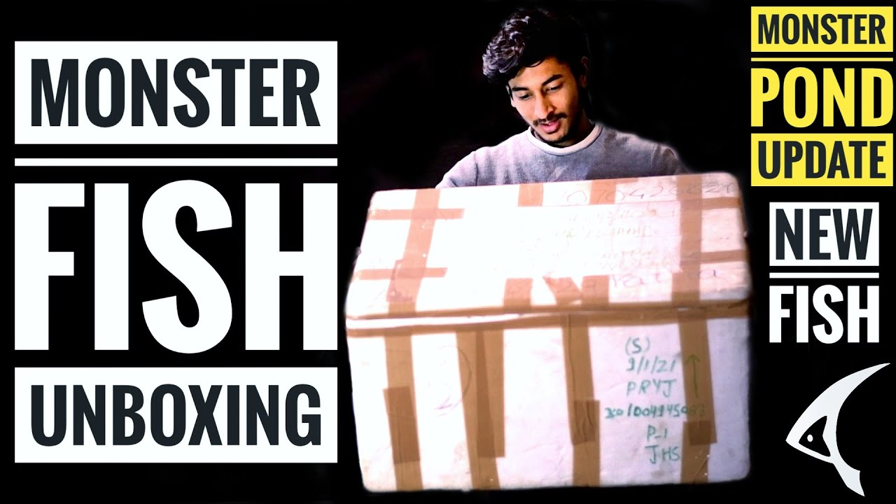 New Monster Fish Unboxing || 1000 Gallon Monster Fish Pond Update - YouTube