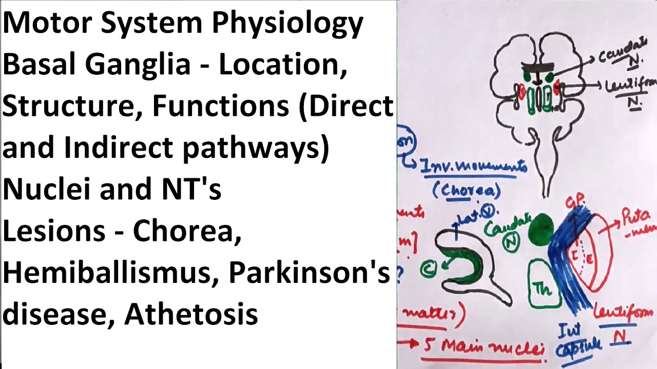 Motor System Physiology Basal Ganglia- structure, nuclei, functions ...
