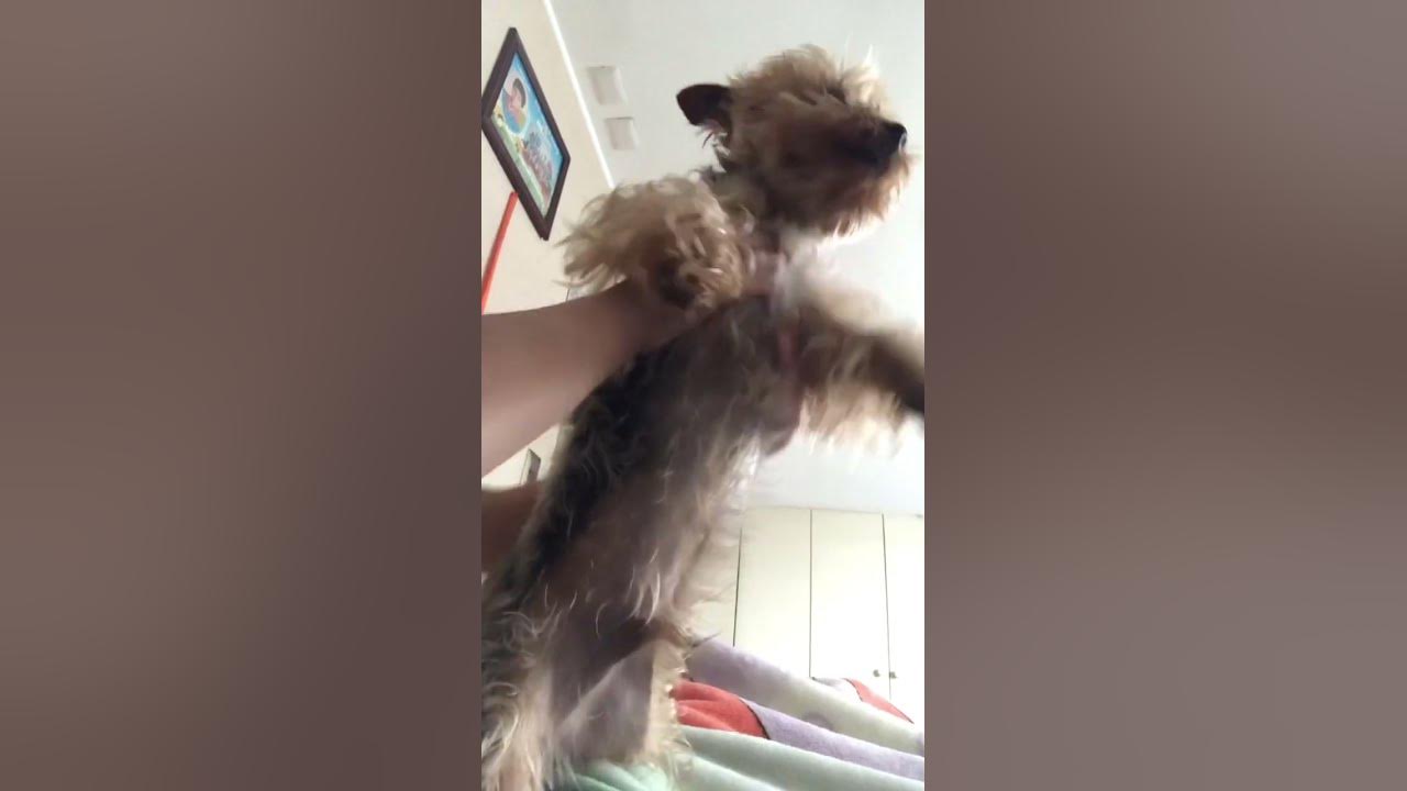 El perro baila - YouTube