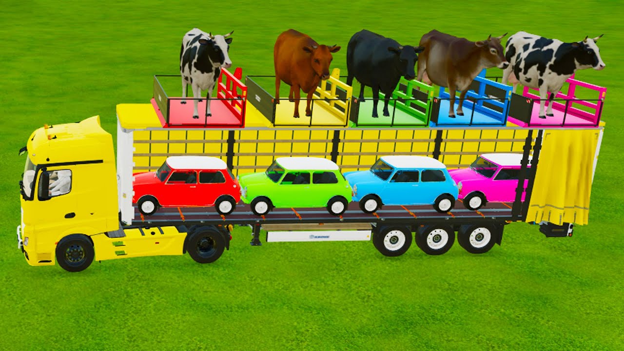 TRANSPORTING COWS AND MINI COOPER CARS WITH MERCEDES TRUCKS - Farming ...