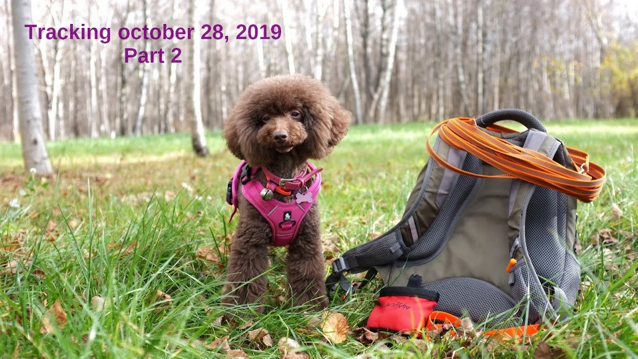 Poodle Tracking_Oct28, 2019_Part2 - YouTube
