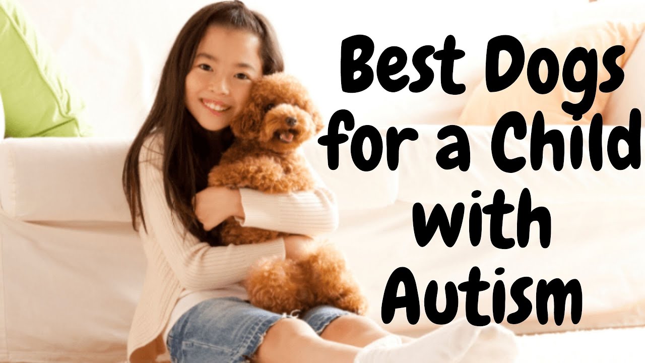 Top 11 Dog Breeds for a Child with Autism - YouTube
