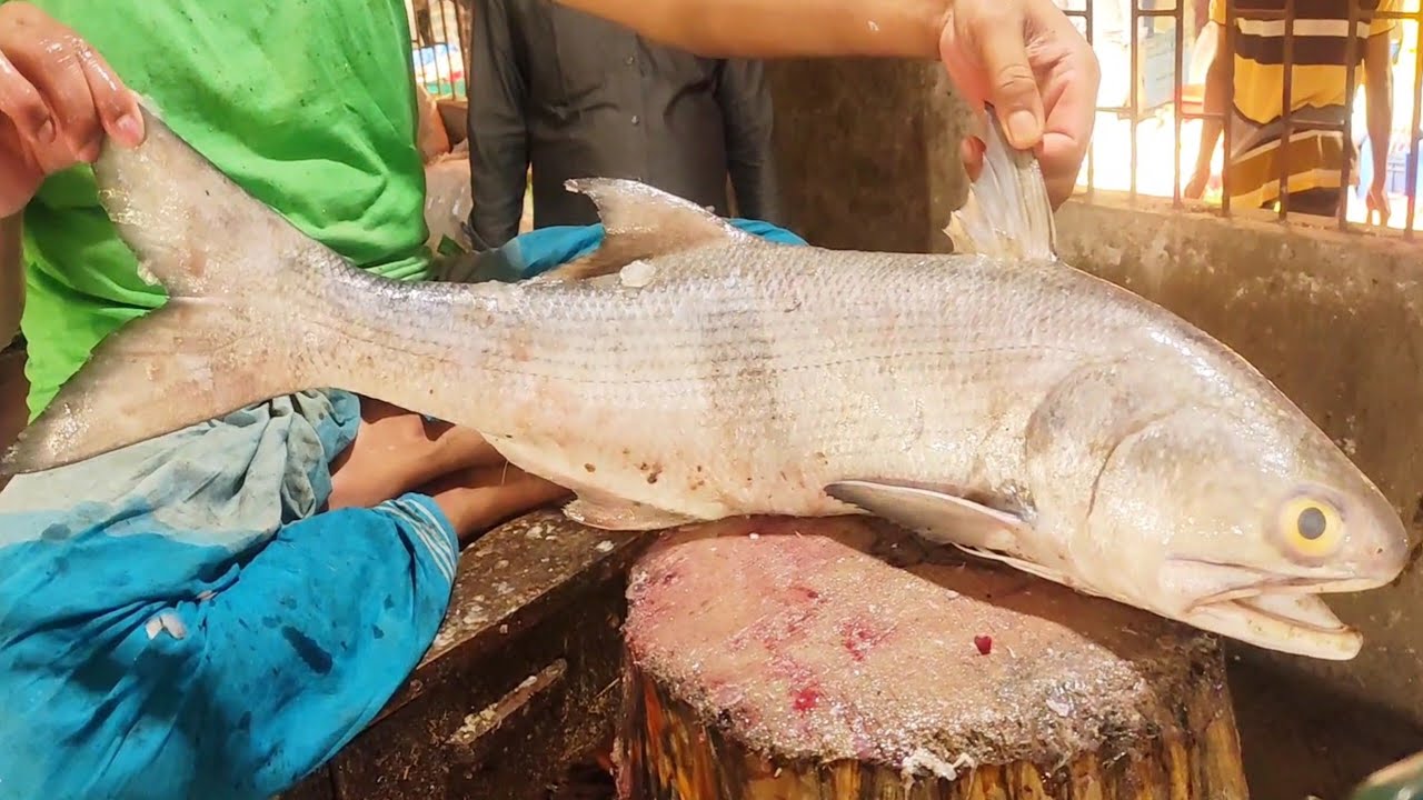 Amazing Rawas Fish Cutting Skills Live in Fire Fish Bangladesh - YouTube