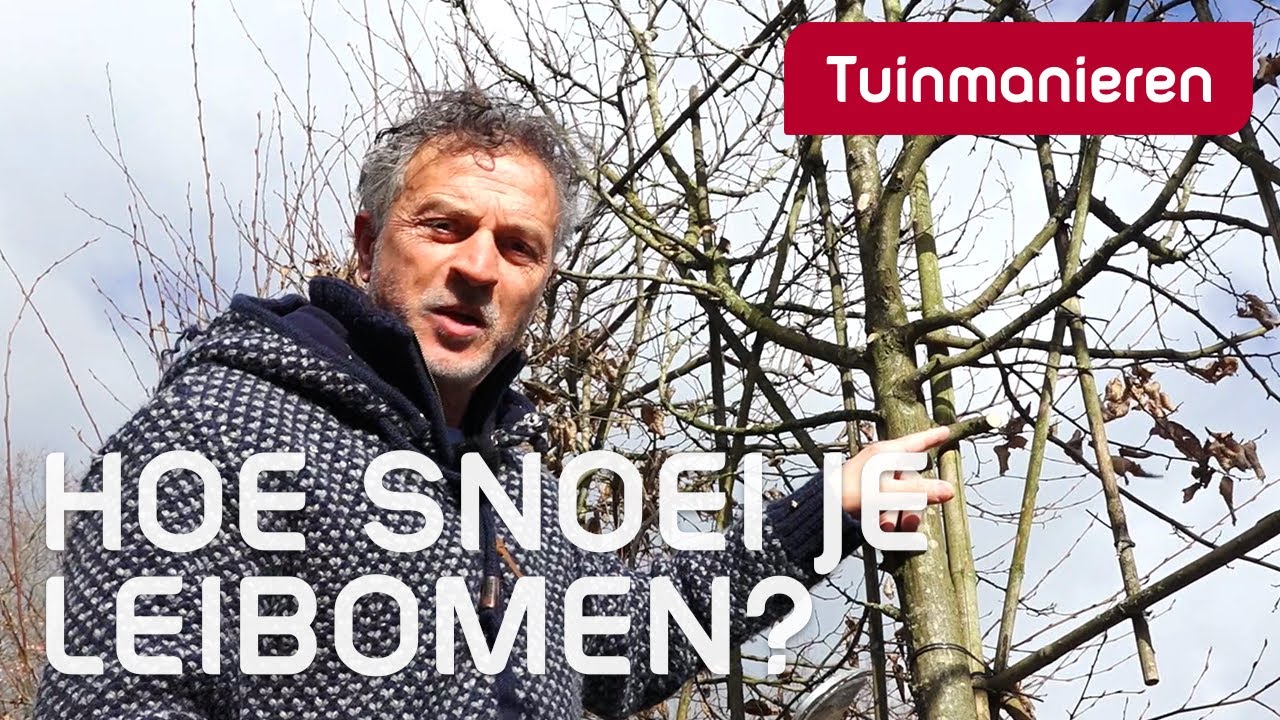 De leiboom snoeien in de winter, hoe doe je dat? | Snoeien ...