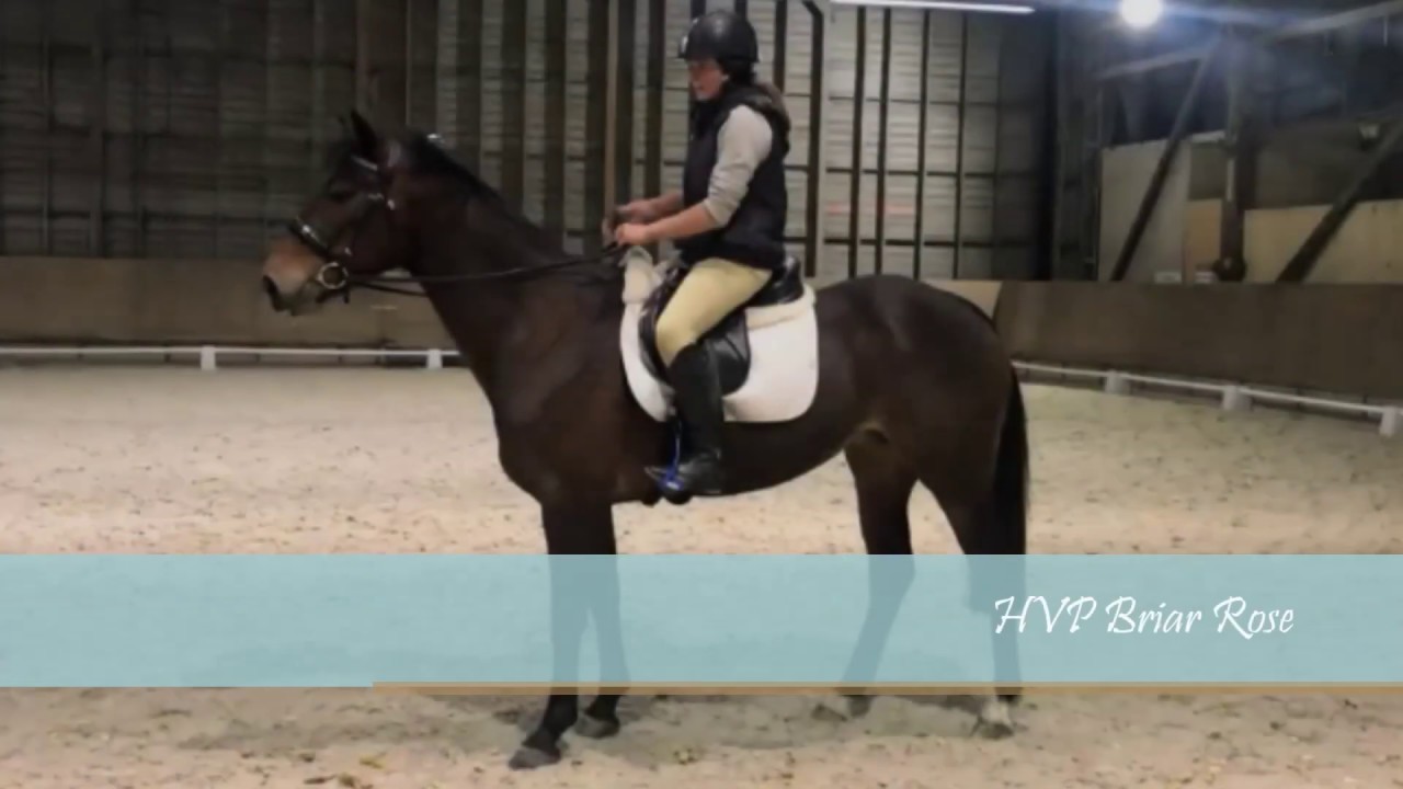 Briar (SOLD) schooling at indoor incl flatwork - YouTube