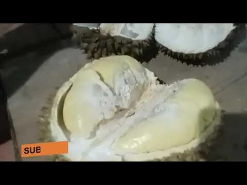 REVIEW PABRIK DURIAN MONTONG - YouTube