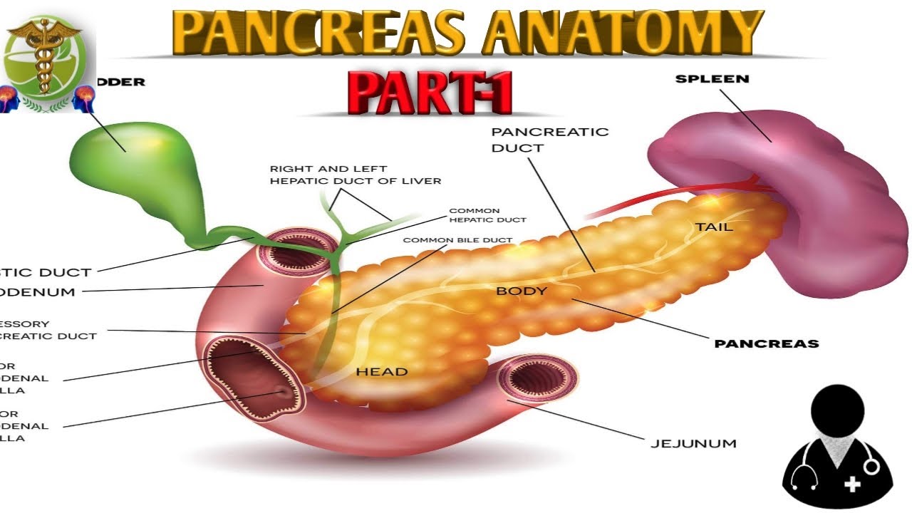 Pancreas Anatomy l Diagram of Pancreas PART- 1 l General Features of ...