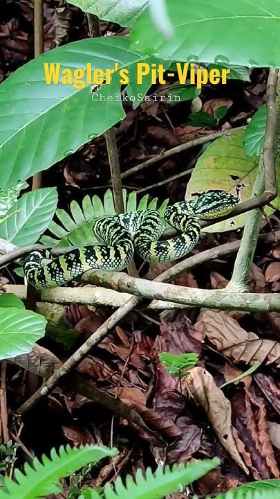Wagler's Pit-Viper - Venomous Snake in Singapore Nature Park #snake - YouTube