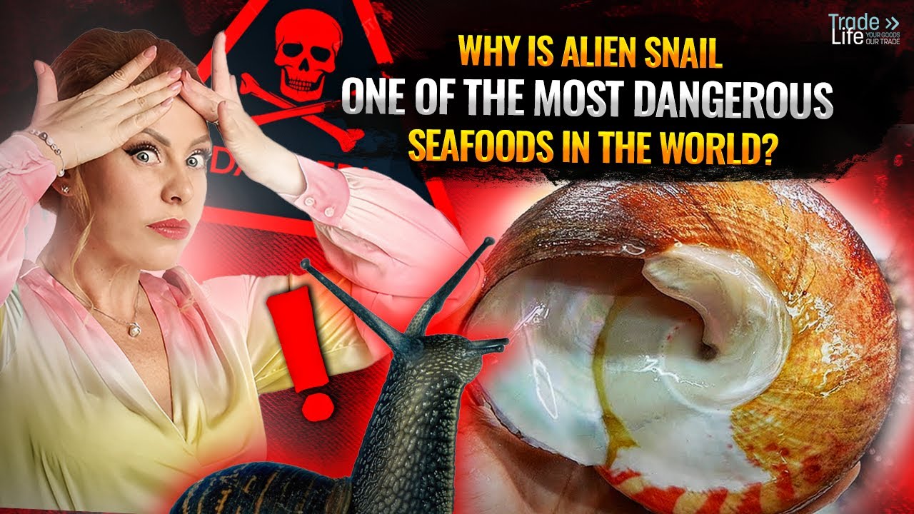 Why is the alien snail one of the most dangerous seafoods in the world ...