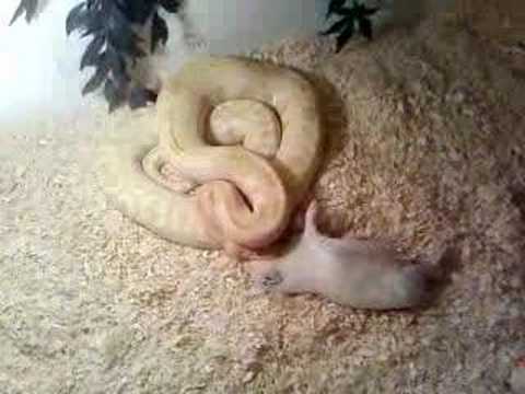 My burmese python eats G.Pig for 1st time - YouTube